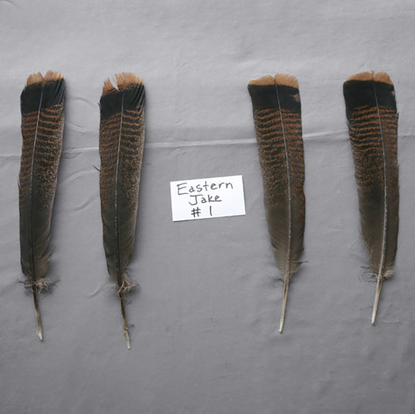 Juvenile Eastern Wild Turkey Tail Feathers (grade #1) - 1 dozen ...