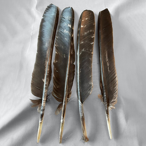Black Spanish Turkey Primary Wing Feathers (grade #2) - 1 dozen ...