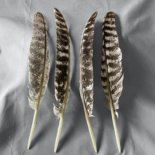 Mixed Mottled Turkey Secondary Wing Feathers Various Sizes (grade #2 ...
