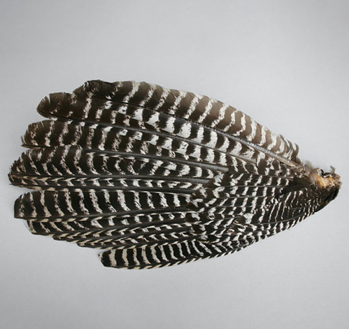 Adult Wild Turkey Primary Wing (grade #1) | Custom Feathers