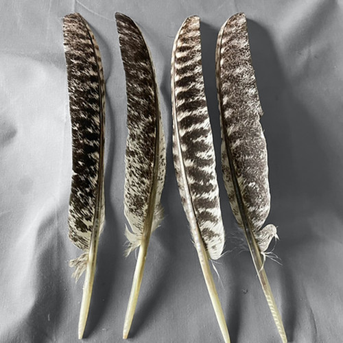 Mixed Mottled Turkey Primary Wing Feathers (grade #1) - 1 dozen ...
