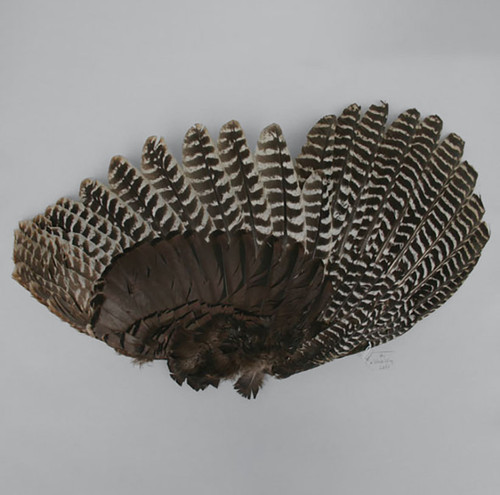 Adult Wild Turkey Whole Wing (grade #1) | Custom Feathers