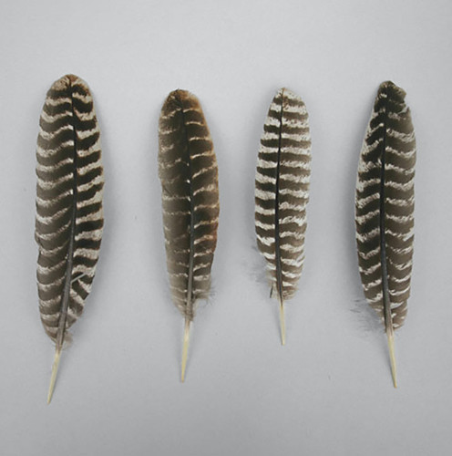 Adult Wild Turkey Secondary Wing Feathers with Quill (grade #2) - 1 ...