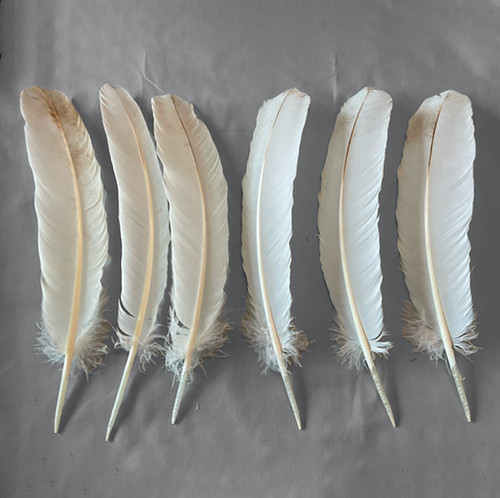 Bourbon Red Turkey Secondary Wing Feathers Large (grade #1) - 1 dozen ...