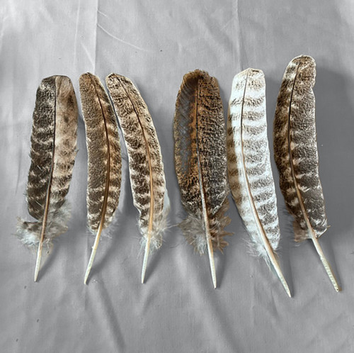 Mixed Mottled Turkey Secondary Wing Feathers - Small-Medium (grade #1 ...