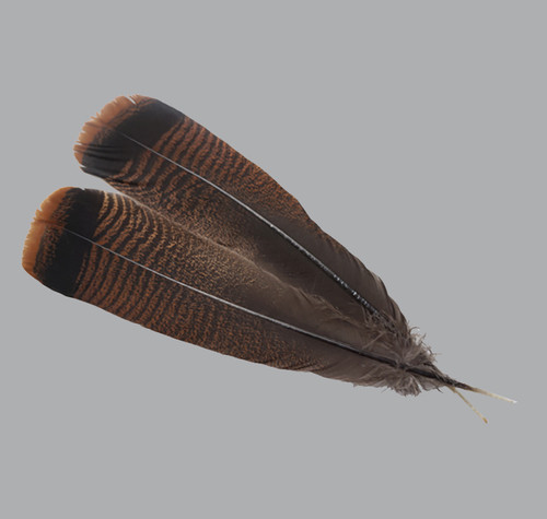 Jumbo Eastern Wild Turkey Tail Feather - 1 feather | Custom Feathers