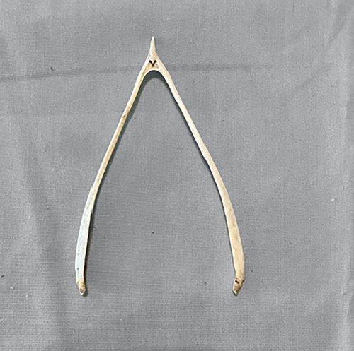 Wild Turkey Wish Bone | Custom Feathers