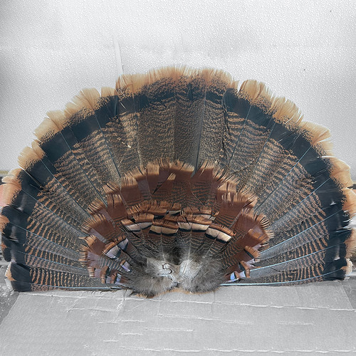 Adult Eastern Wild Turkey Tail Fan (grade #1) | Custom Feathers