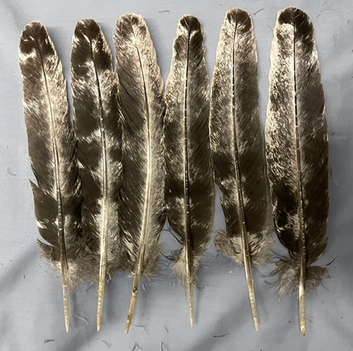 Washed Out Barred Turkey Secondary Wing Feathers - Small-Medium (grade ...