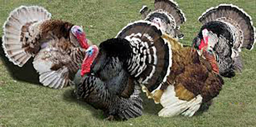 Unusual Colored Turkey Feathers | Custom Feathers