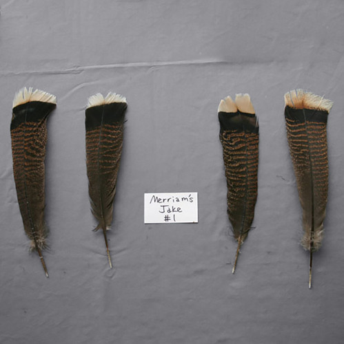 Juvenile Merriam’s Wild Turkey Tail Feathers (grade #1) - 1 dozen ...