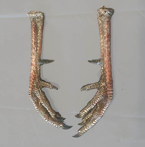 Wild Turkey Spurs and Legs w/Feet & Spurs | Custom Feathers