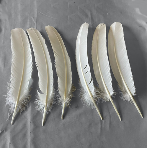 Natural White (Unbleached)Turkey Sec. Wing Feathers - Large (grade #1 ...