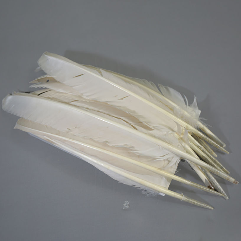 Domestic Turkey Feathers | Custom Feathers
