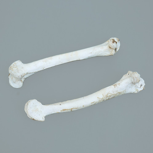 Wild Turkey Femur Leg Bone - 2 bones | Custom Feathers