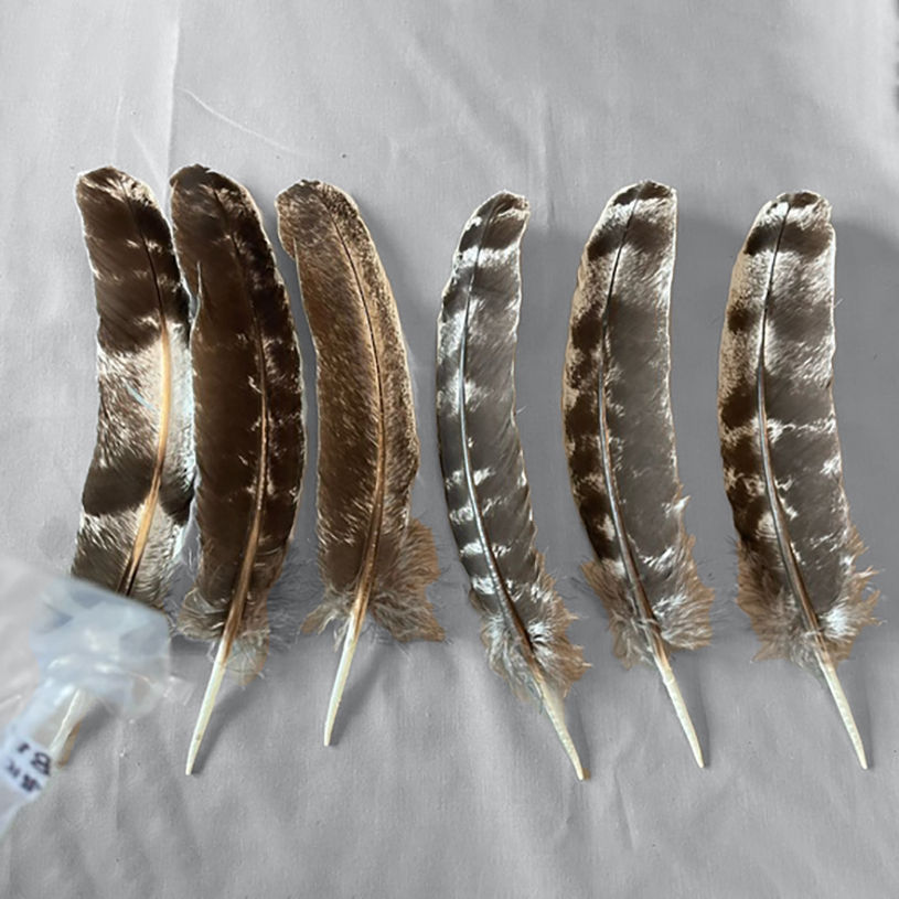 Domestic Turkey Washed Out Barred Secondary Wing Feathers 9"-11" (grade ...