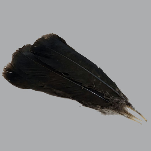 Black Spanish Turkey Tail Feathers (grade #1) - 1 dozen | Custom Feathers