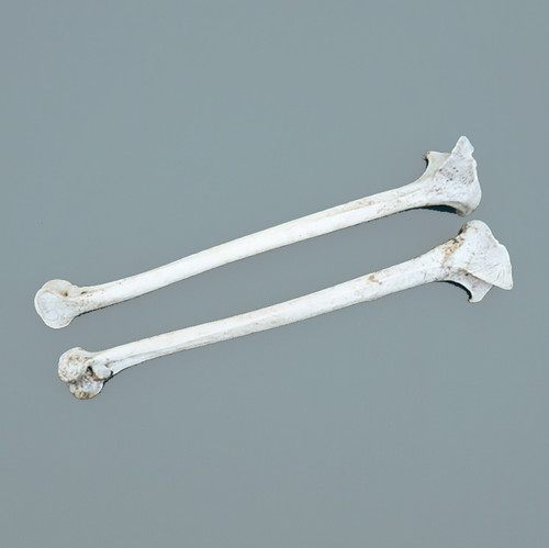 Wild Turkey Tibia Leg Bone - 2 bones | Custom Feathers