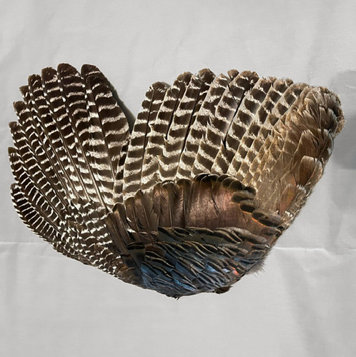 Wild Turkey Wings | Custom Feathers