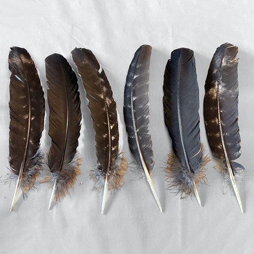 Black Spanish Turkey Secondary Wing Feathers Various Sizes (grade #2 ...