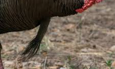 Wild Turkey Beards and Bones | Custom Feathers