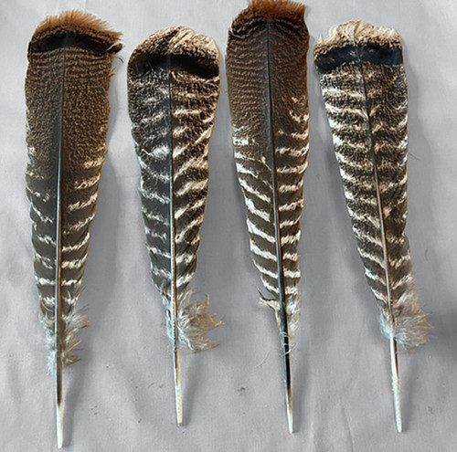 Adult Eastern Wild Turkey Barred Tail Feathers (grade #1) - 1 dozen ...