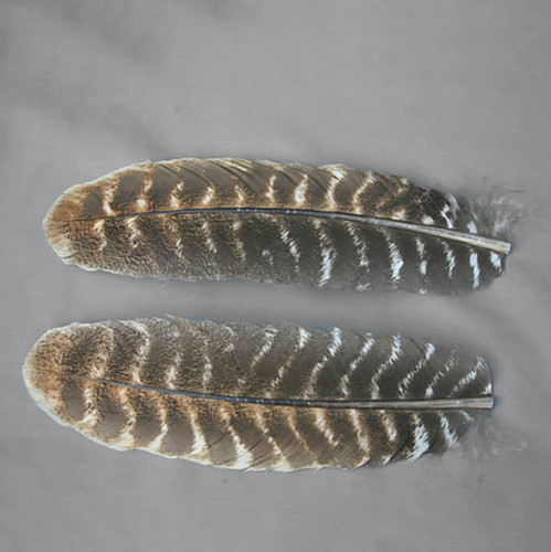 Wild Turkey Fly-Tying Set (secondary wing feathers) - 1 pair | Custom ...