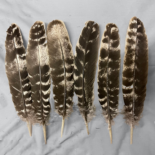 Washed Out Barred Turkey Secondary Wing Feathers - Large (grade #1) - 1 ...