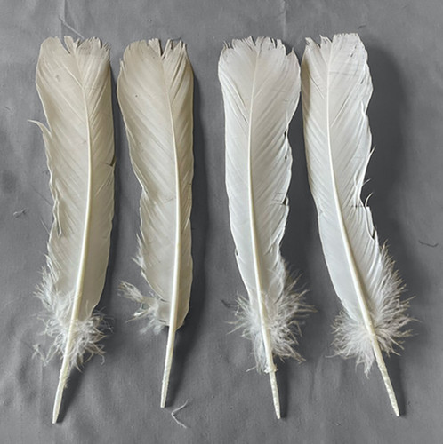 White Turkey Tail Feathers (grade #2) - 1 dozen | Custom Feathers