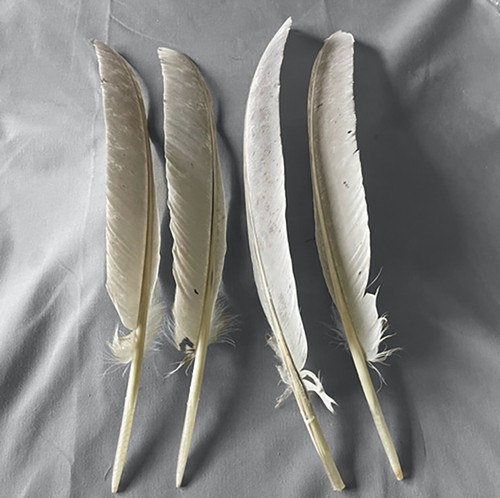 Blue Slate Turkey Primary Wing Feathers (grade #1) - 1 dozen | Custom ...
