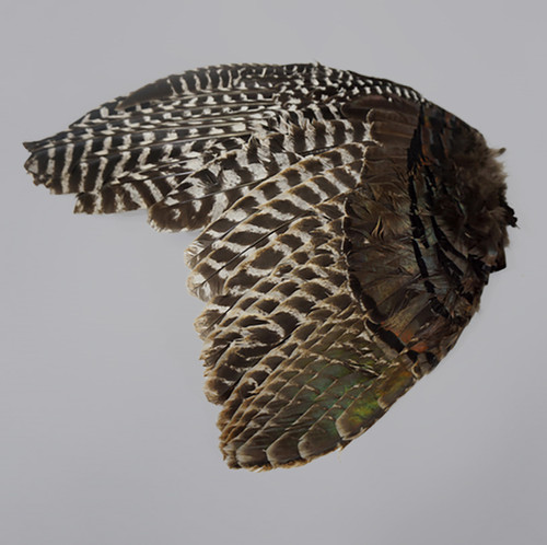 Juvenile Wild Turkey Whole Wing (grade #1) | Custom Feathers