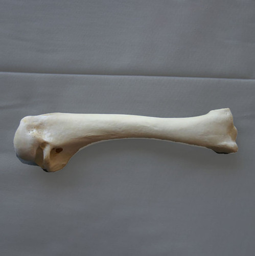 Wild Turkey Humerus Wing Bone - 6 bones | Custom Feathers