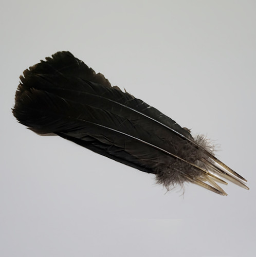 Black Spanish Turkey Tail Feathers (grade #2) - 1 dozen | Custom Feathers