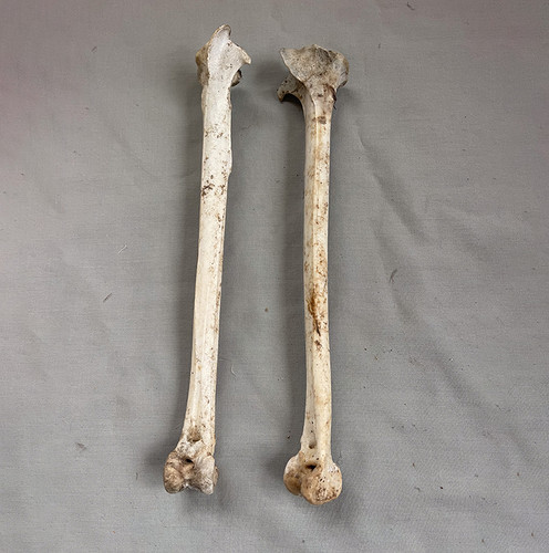 Wild Turkey Tibia Leg Bone - 2 bones | Custom Feathers