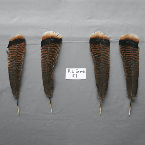 Adult Rio Grande Wild Turkey Tail Feathers (grade #1) - 1 dozen ...