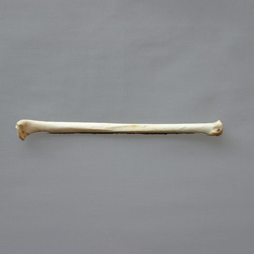 Wild Turkey Radius Wing Bone (grade #1) - 6 bones | Custom Feathers