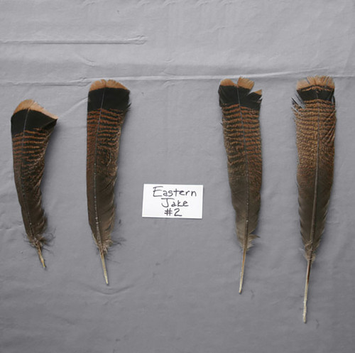 Juvenile Eastern Wild Turkey Tail Feathers (grade #2) - 1 dozen ...