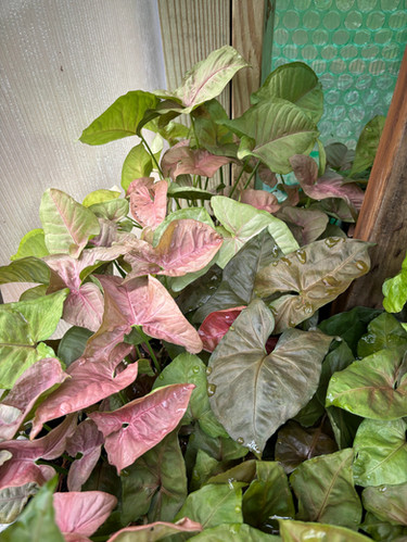 Marie Bronze, Bold Allusion, Randy and White Butterfly Syngonium Plants ...
