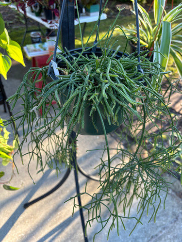 Spaghetti Cactus aka Rhipsalis Baccifera Houseplant | New Roots Nursery