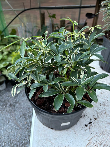 Variegated Dwarf Umbrella Tree - Schefflera Arboricola Houseplant | New ...