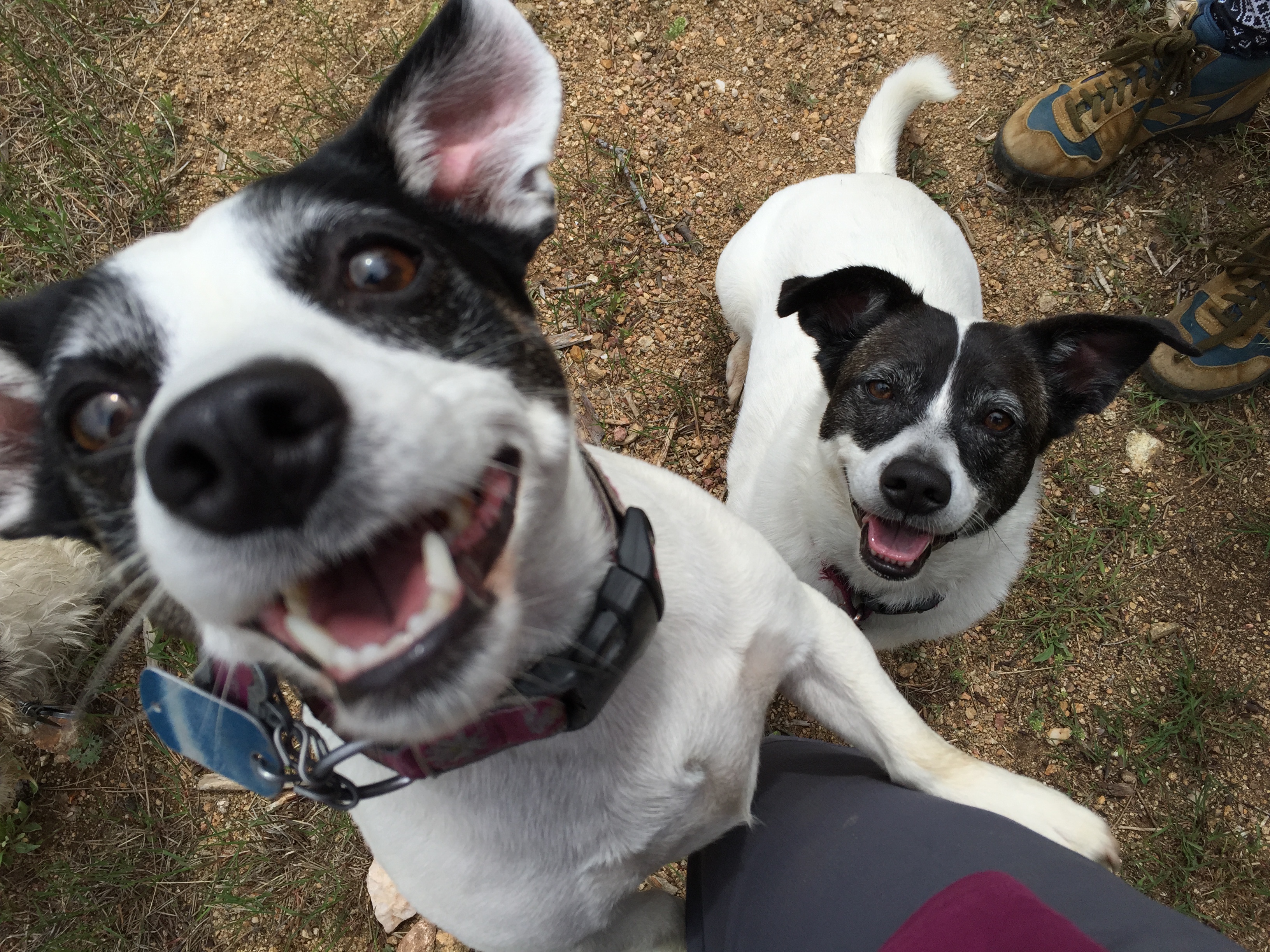 Boulder Doggie Adventures