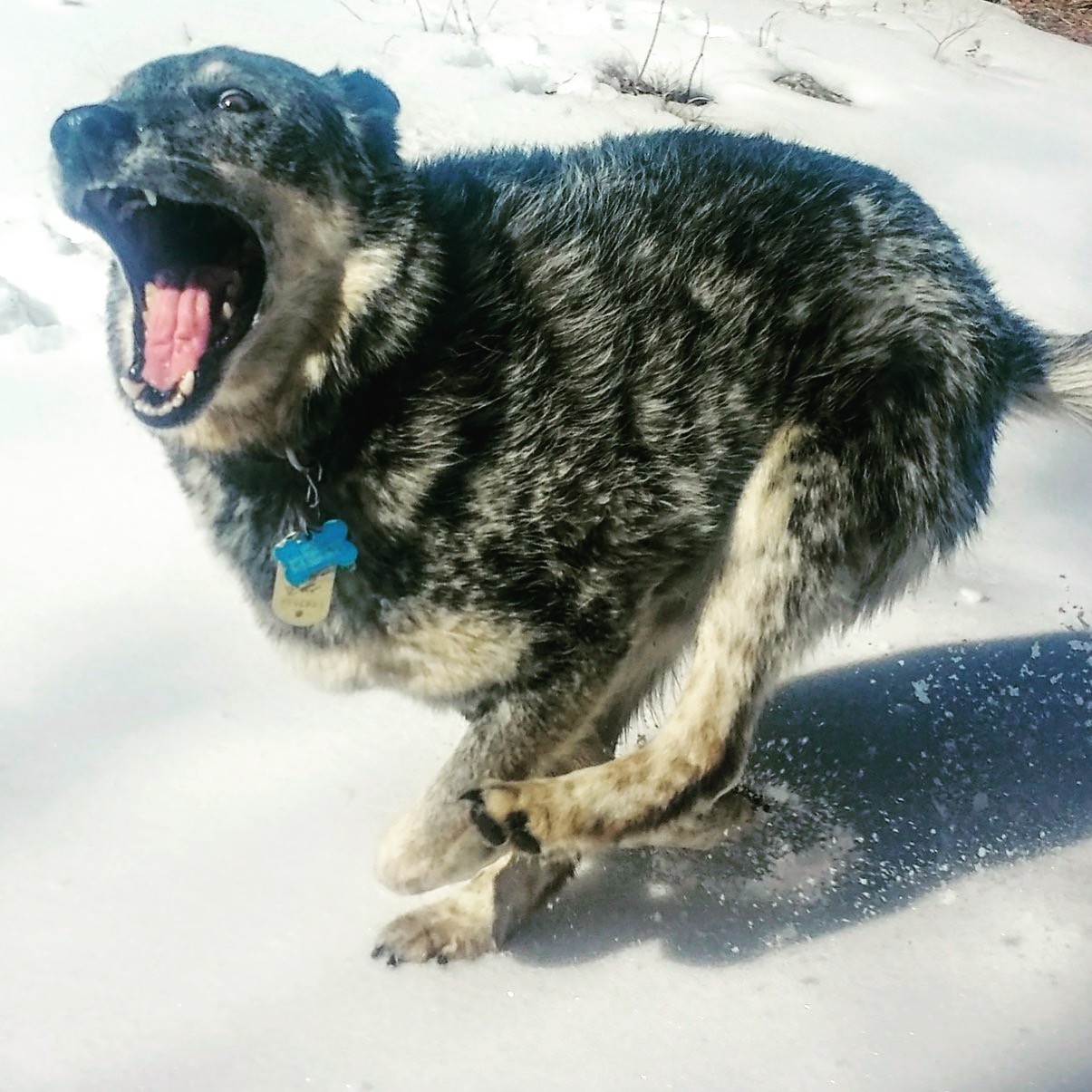 Boulder Doggie Adventures