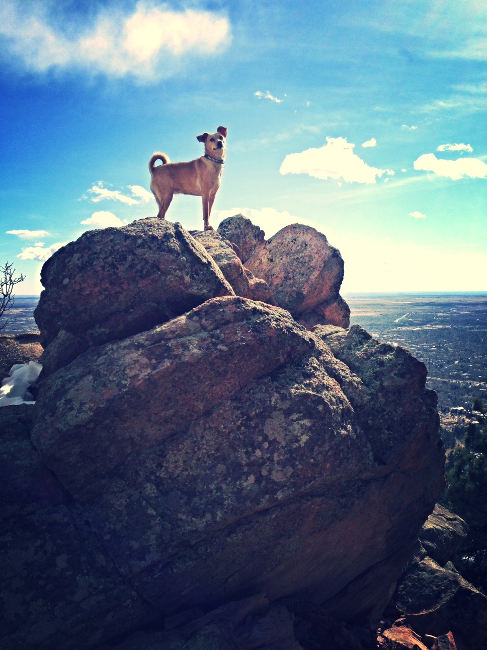 Boulder Doggie Adventures