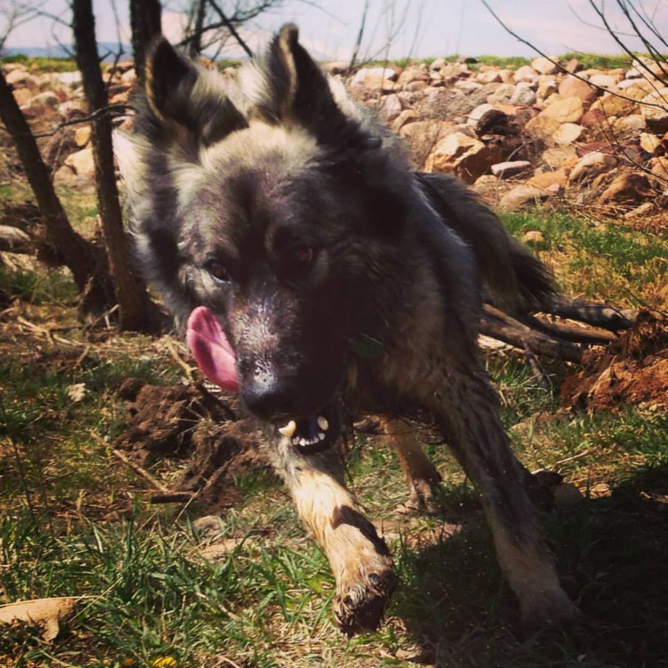 Boulder Doggie Adventures