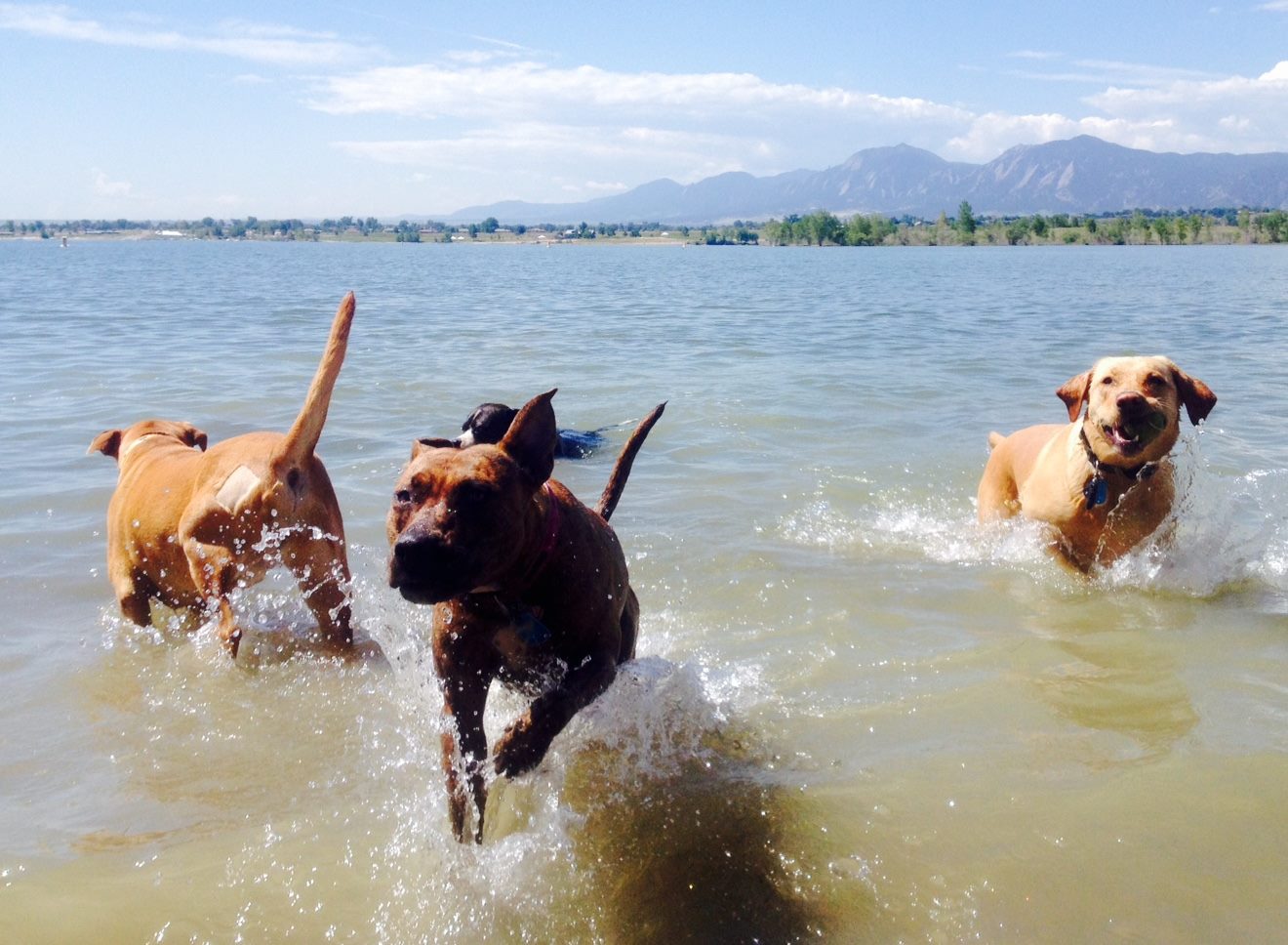 Boulder Doggie Adventures