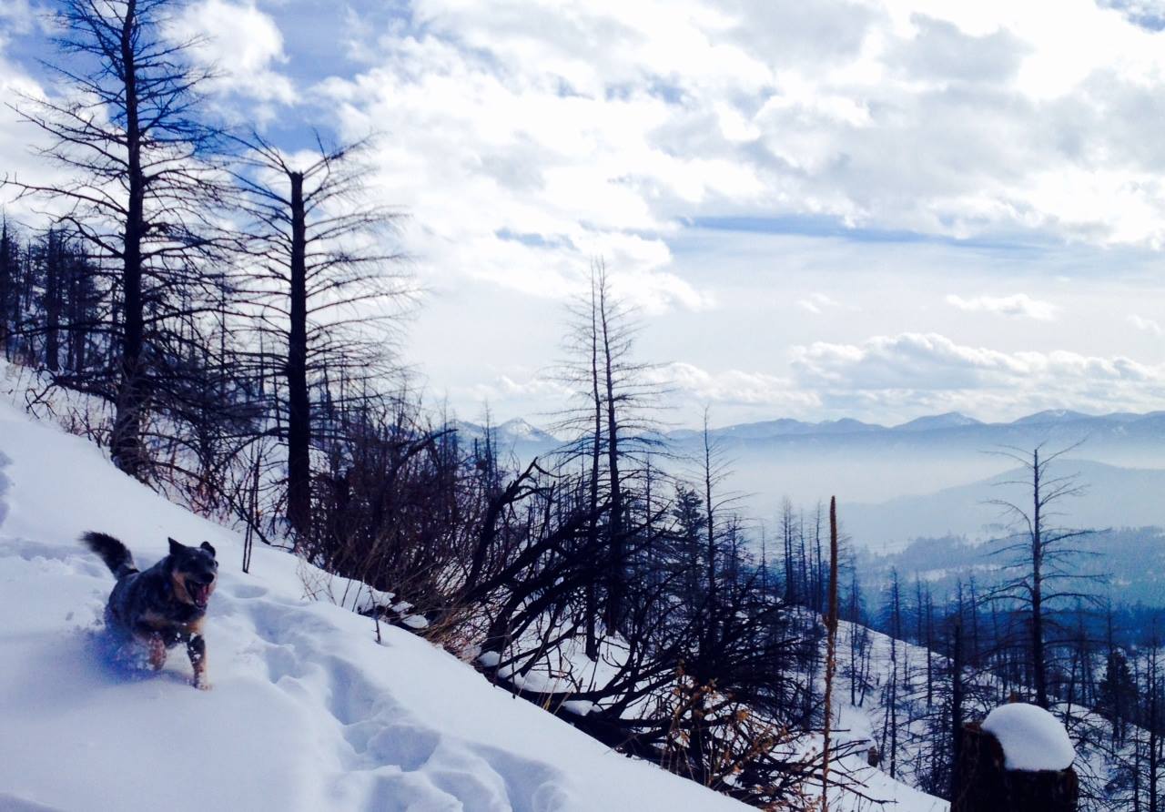 Boulder Doggie Adventures