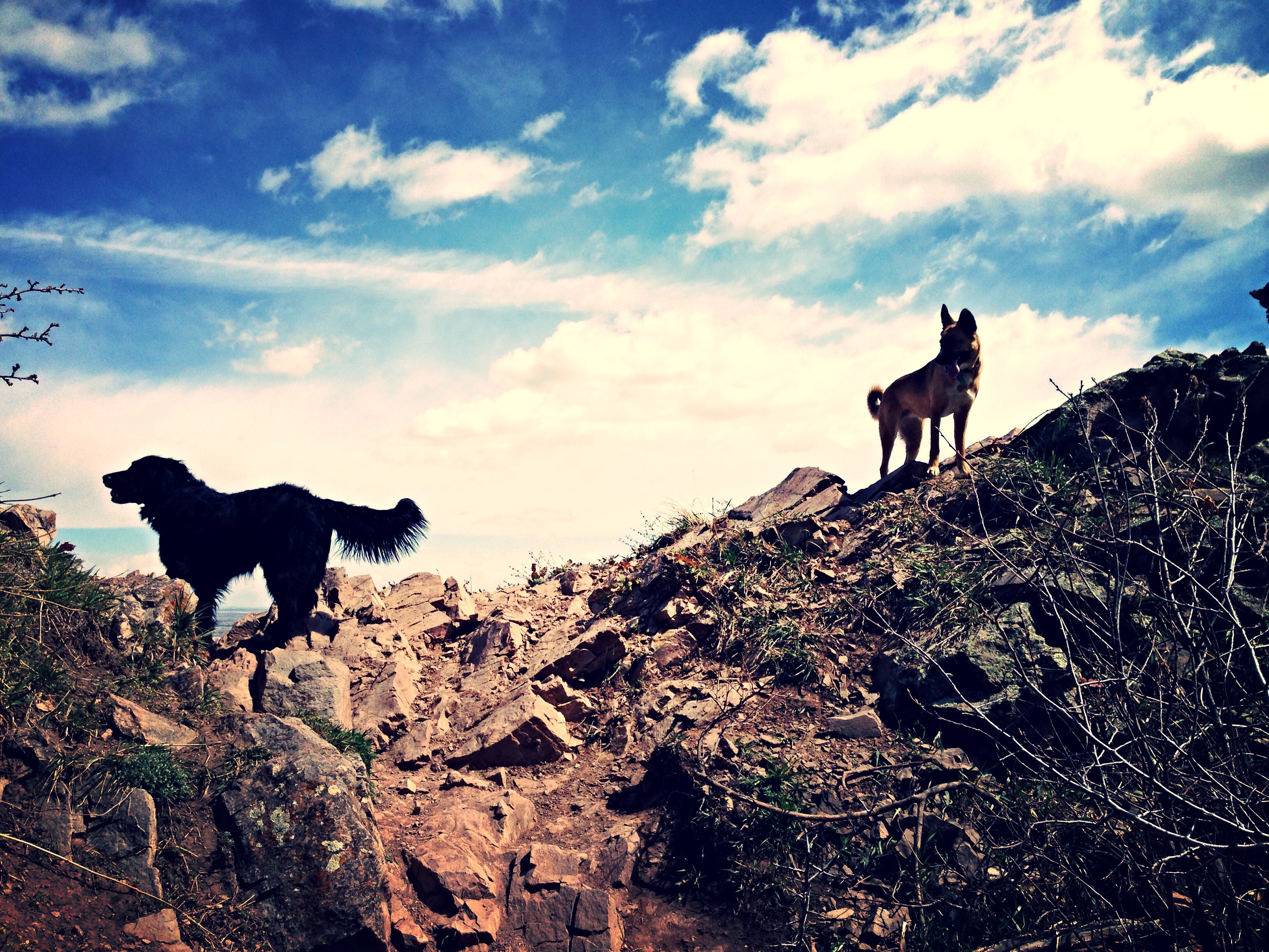 Boulder Doggie Adventures