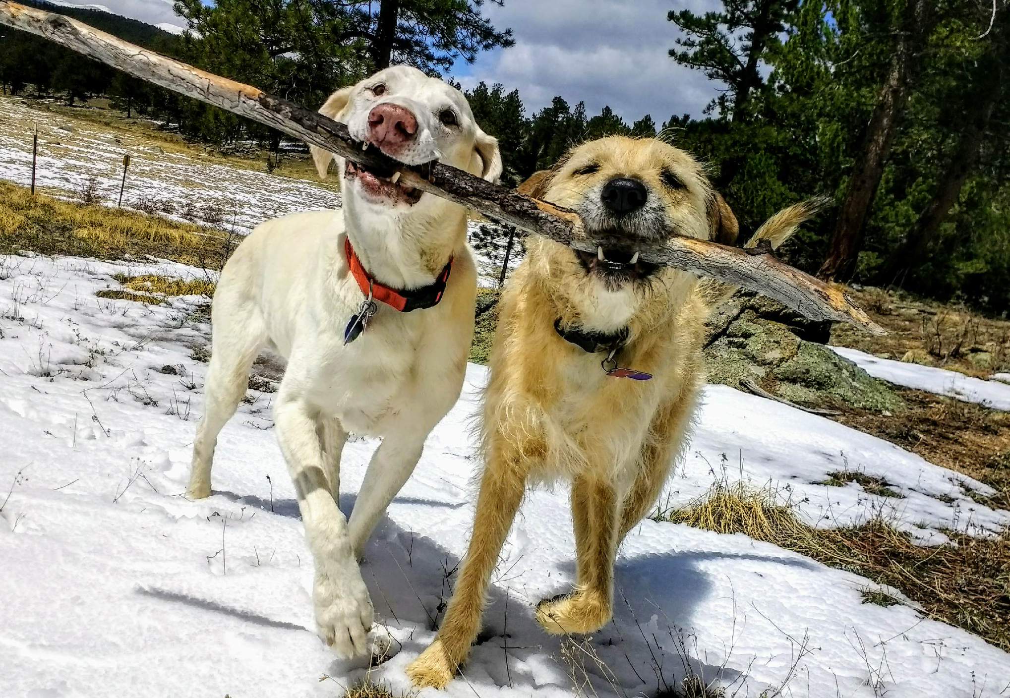 Boulder Doggie Adventures