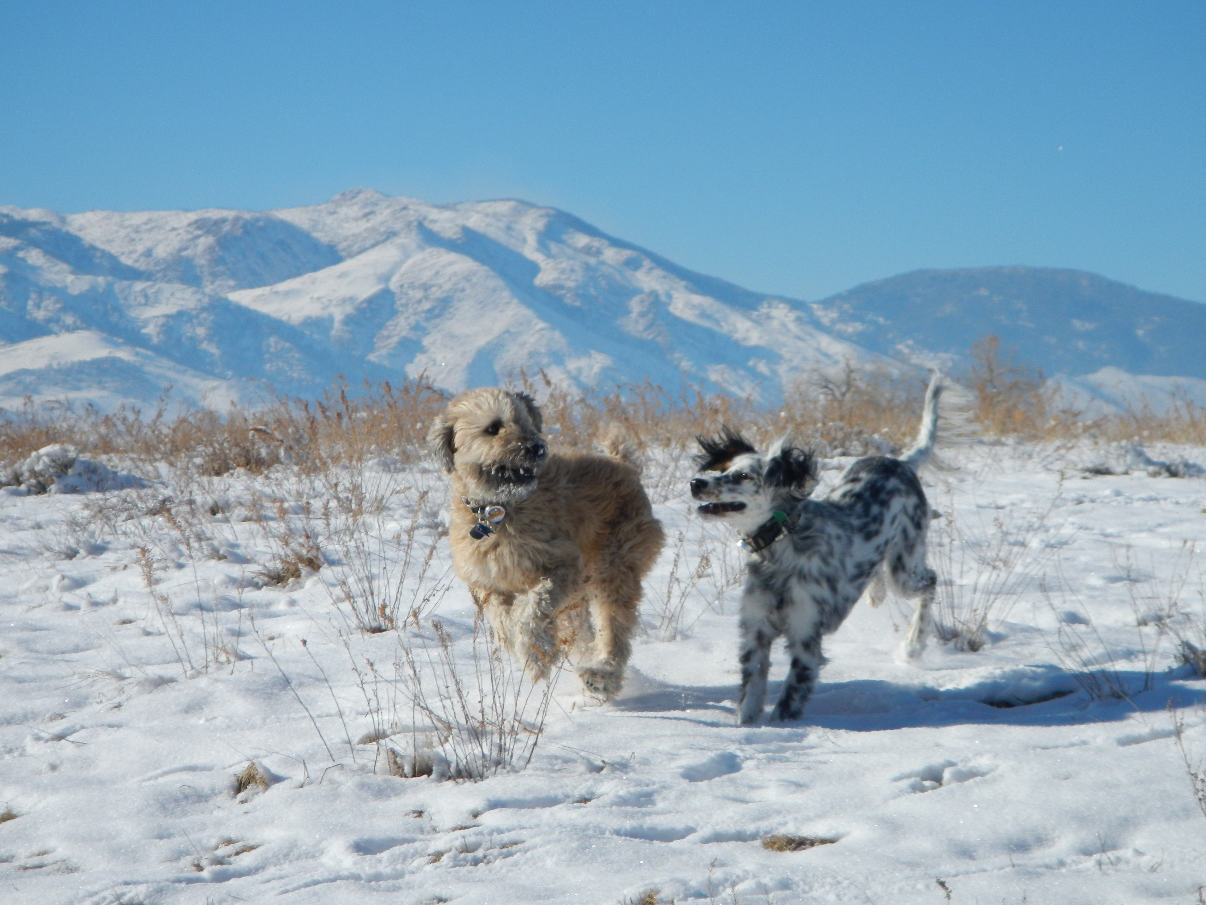 Boulder Doggie Adventures