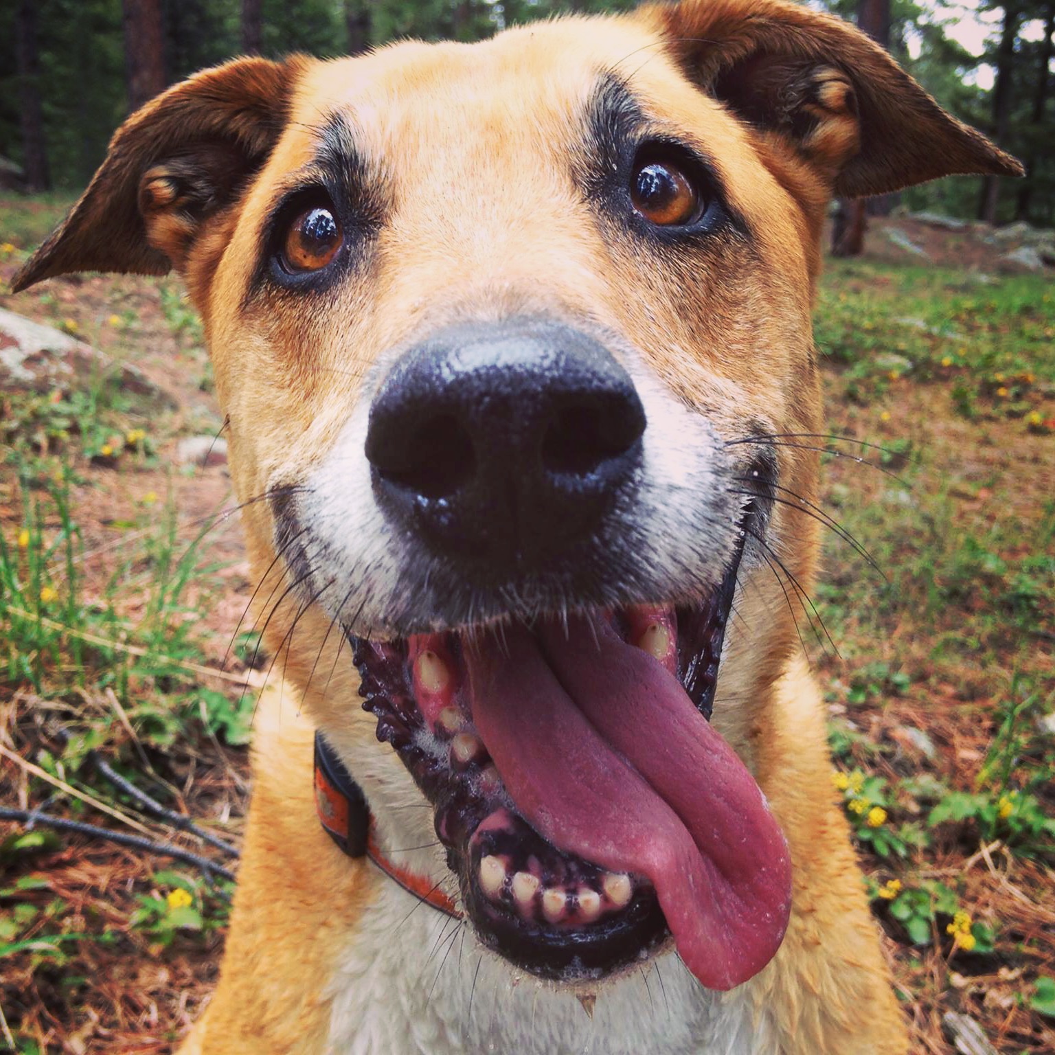 Boulder Doggie Adventures